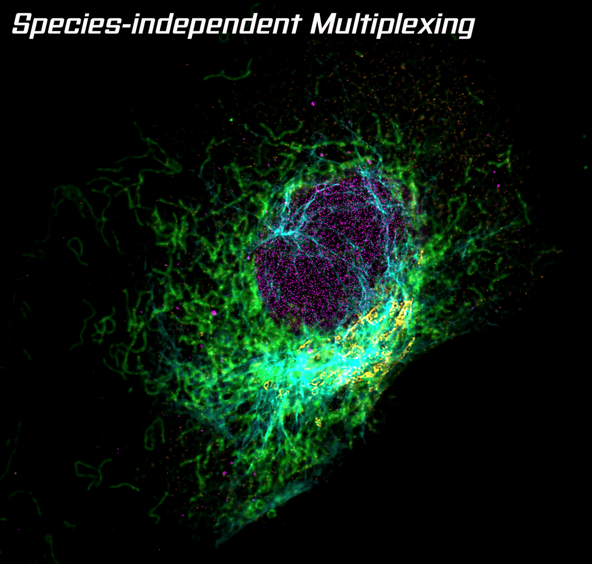 new abberior STAR conjugated FluoTag monoclonal nanobodies